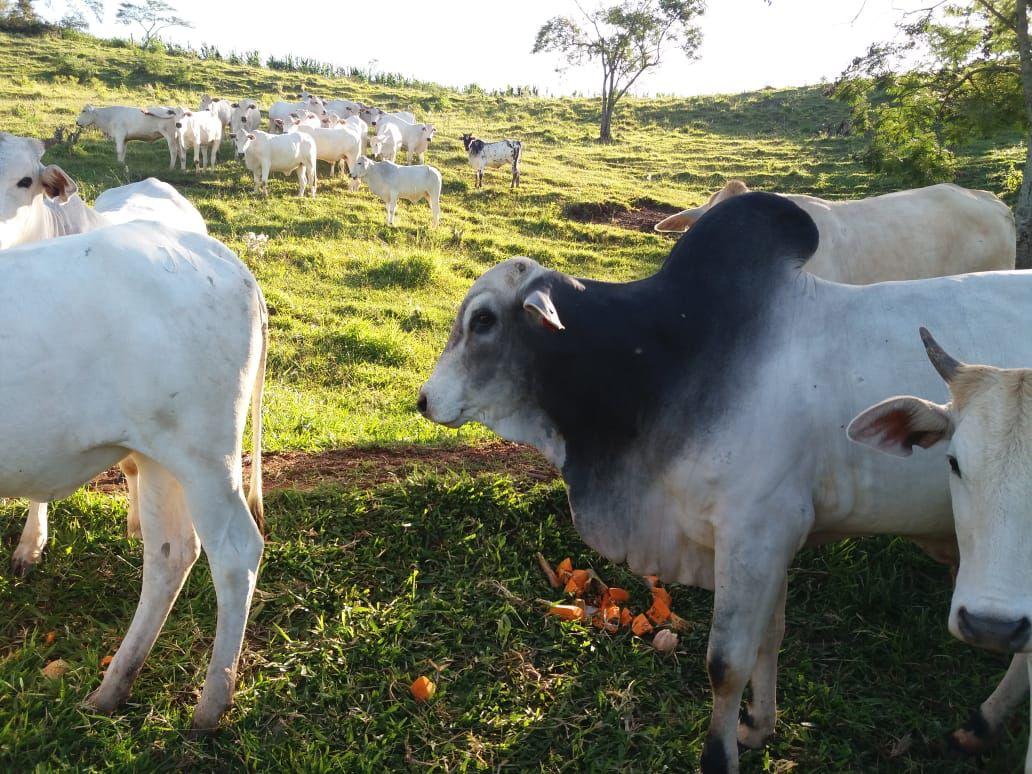 Ladrões furtam 20 cabeças de gado nelore em Barbosa Ferraz, na região ...